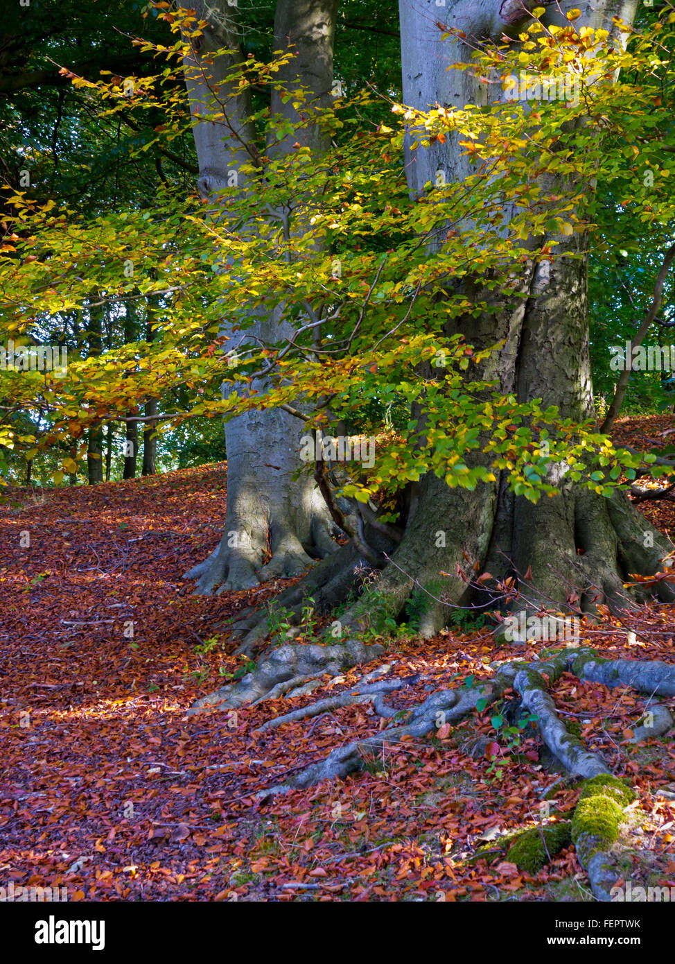 Large Deciduous Tree High Resolution Stock Photography and Images - Alamy