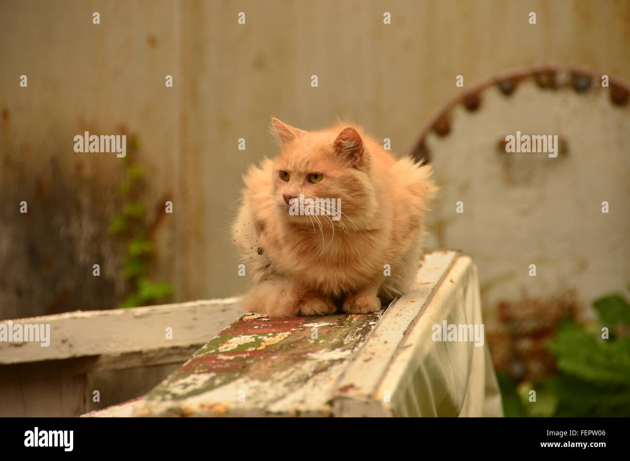 Alert Cat On Railing Stock Photo - Alamy