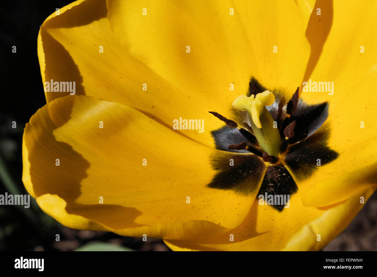 Yellow tulip head showing plants reproductive stamens and anther Stock ...