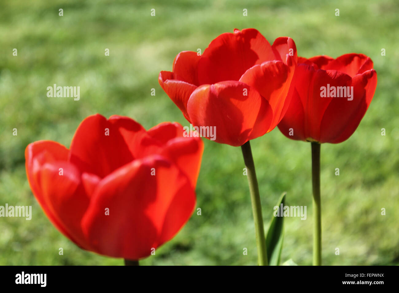 Three red tulips Stock Photo - Alamy