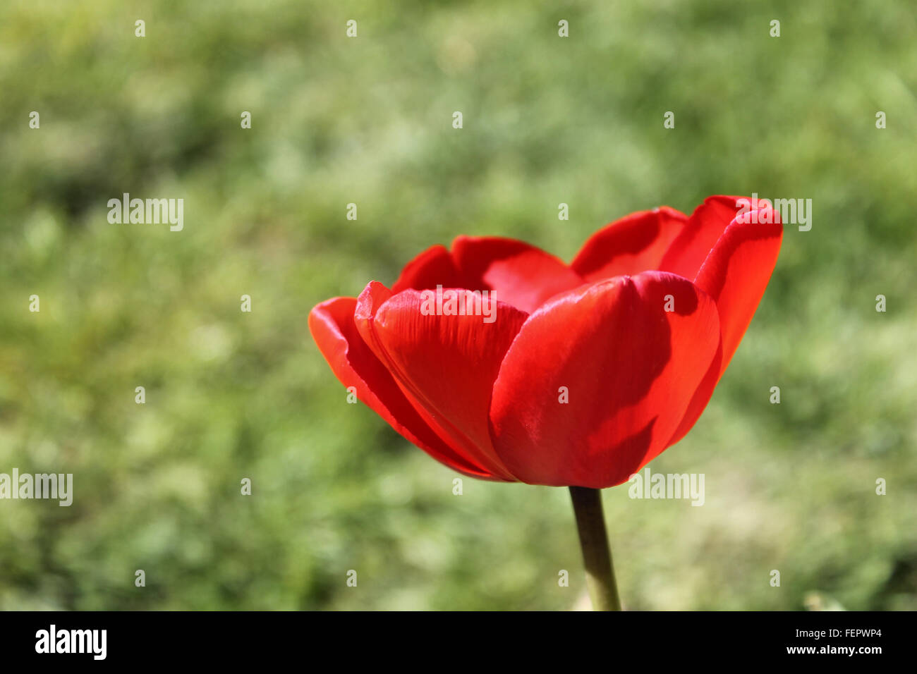 Fully open tulips hi-res stock photography and images - Alamy
