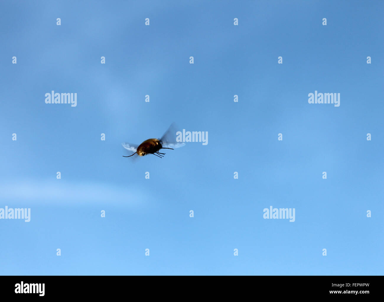 A bee-fly in flight Stock Photo - Alamy