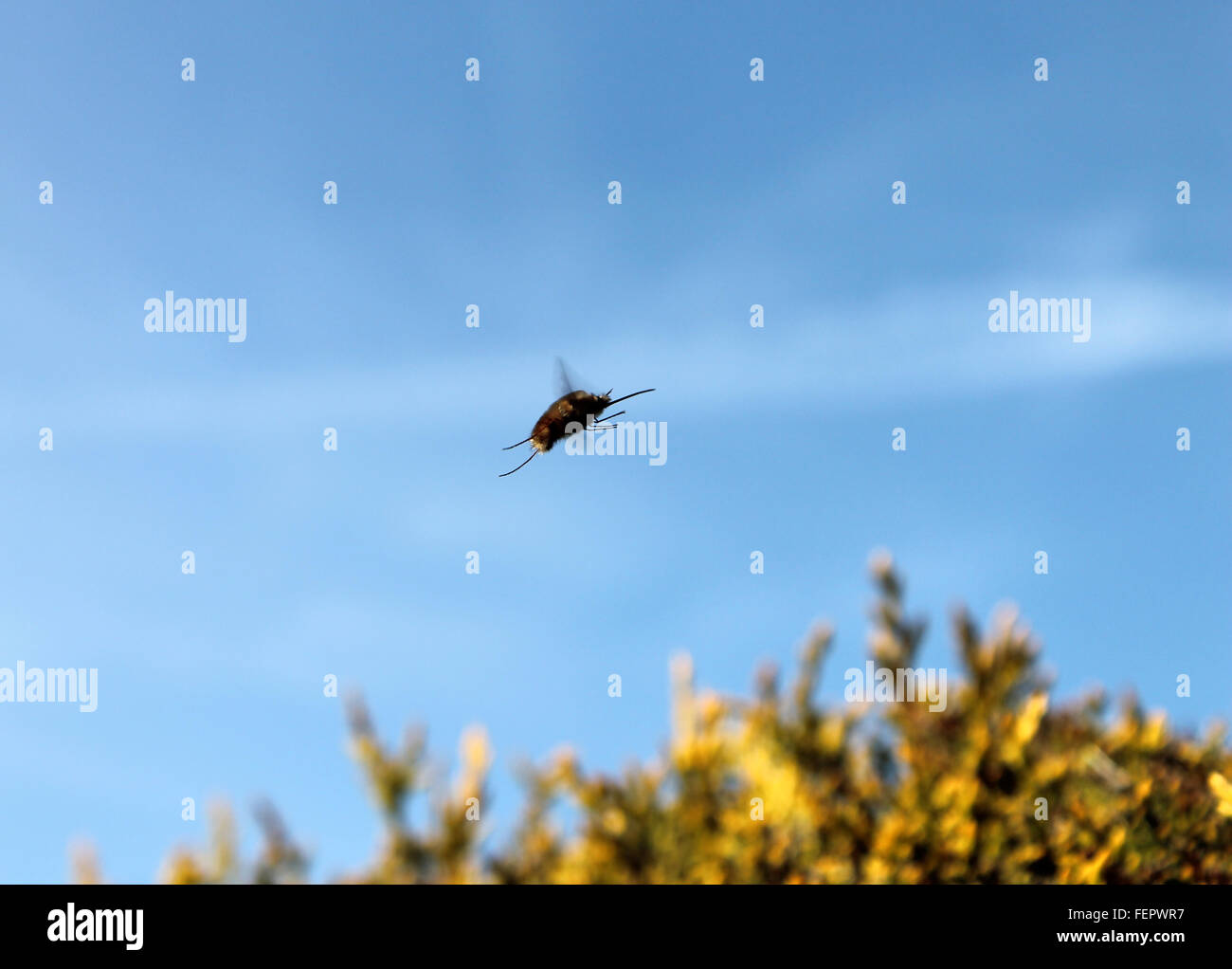 A bee-fly in flight Stock Photo - Alamy