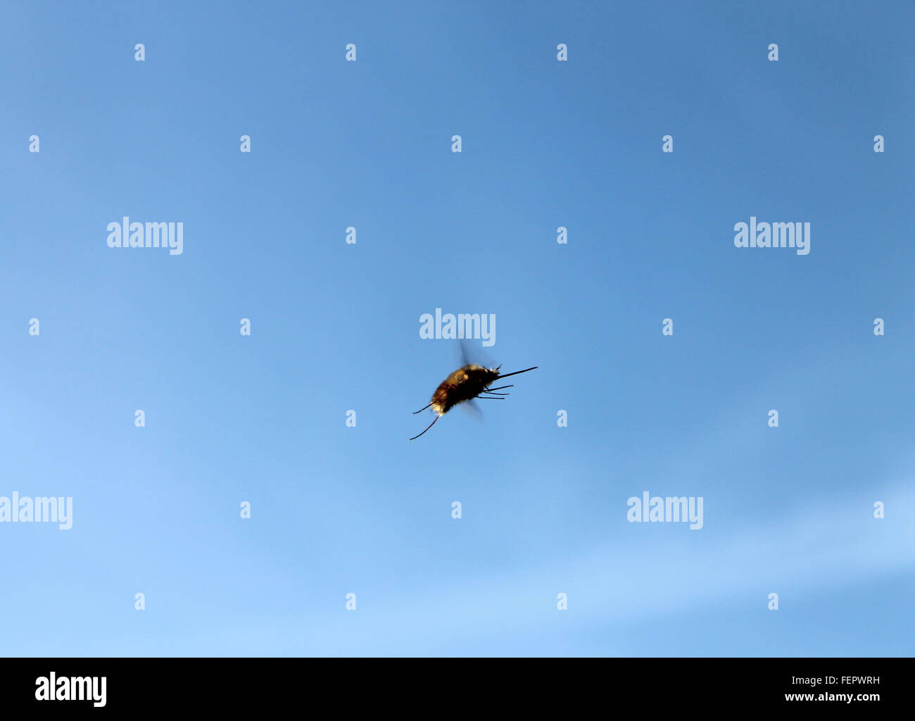 A bee-fly in flight Stock Photo - Alamy