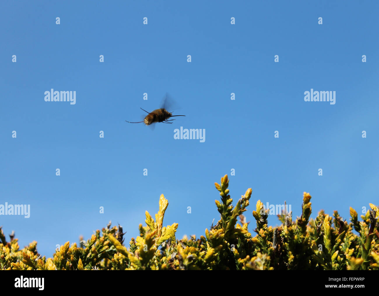 A bee-fly in flight Stock Photo - Alamy