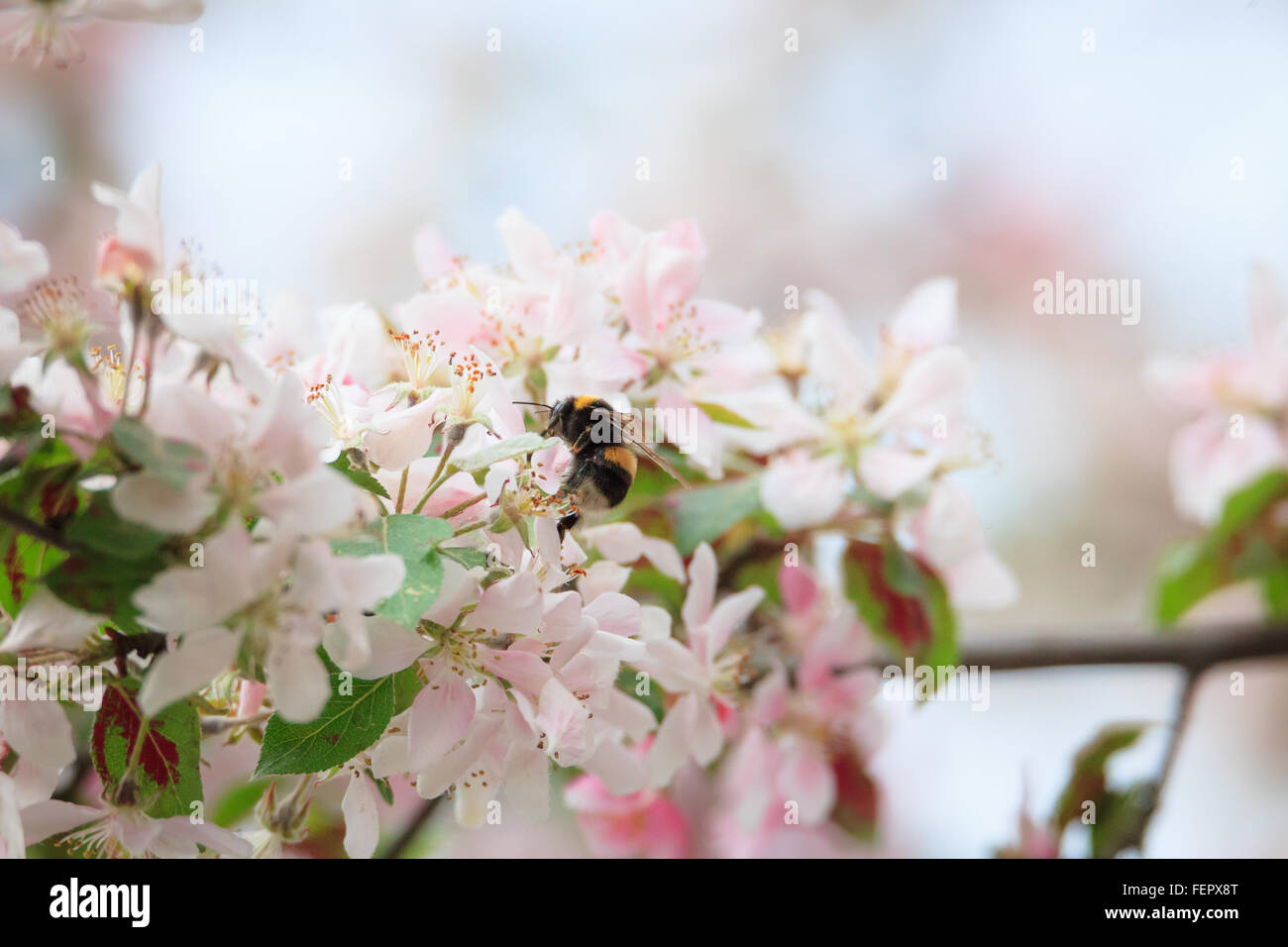 Bumblebee on apple blossom hi-res stock photography and images - Alamy