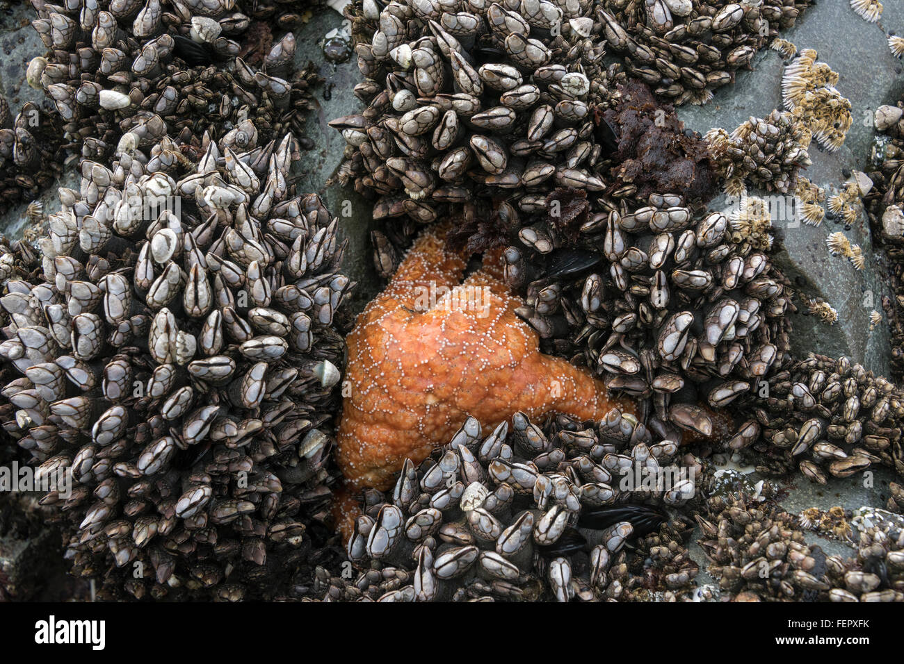 Goose Barnacle Edible