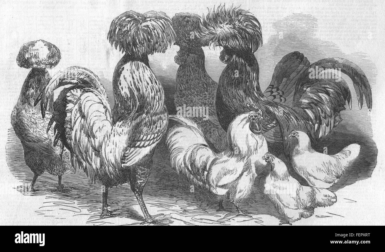 Poultry exhibition hi-res stock photography and images - Alamy