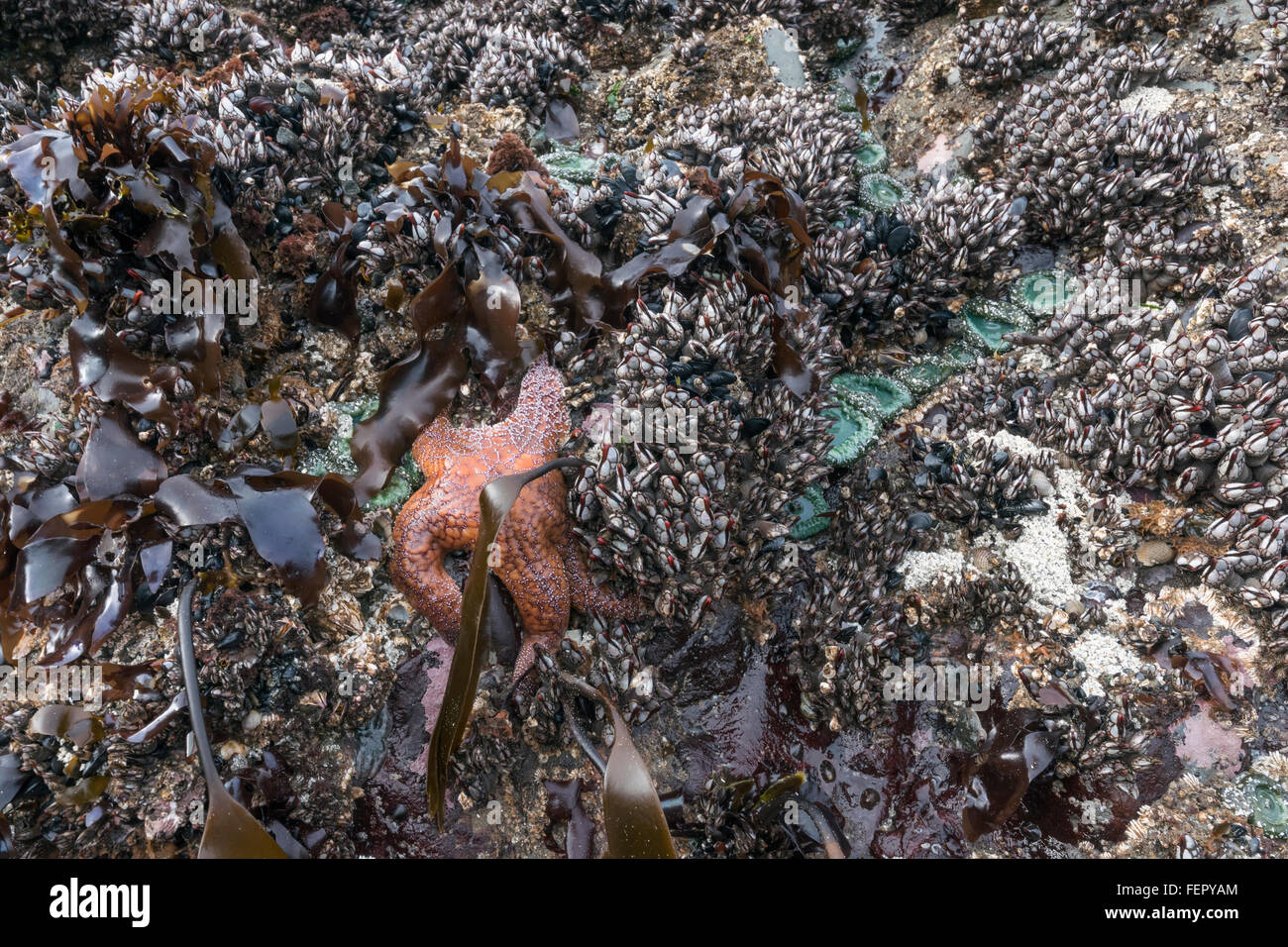 Gooseneck barnacles pacific hi-res stock photography and images - Alamy
