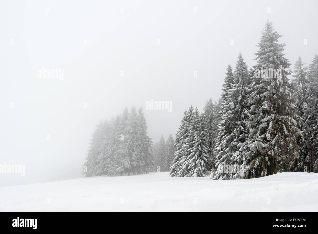 Trees during snowfall in hi-res stock photography and images - Alamy