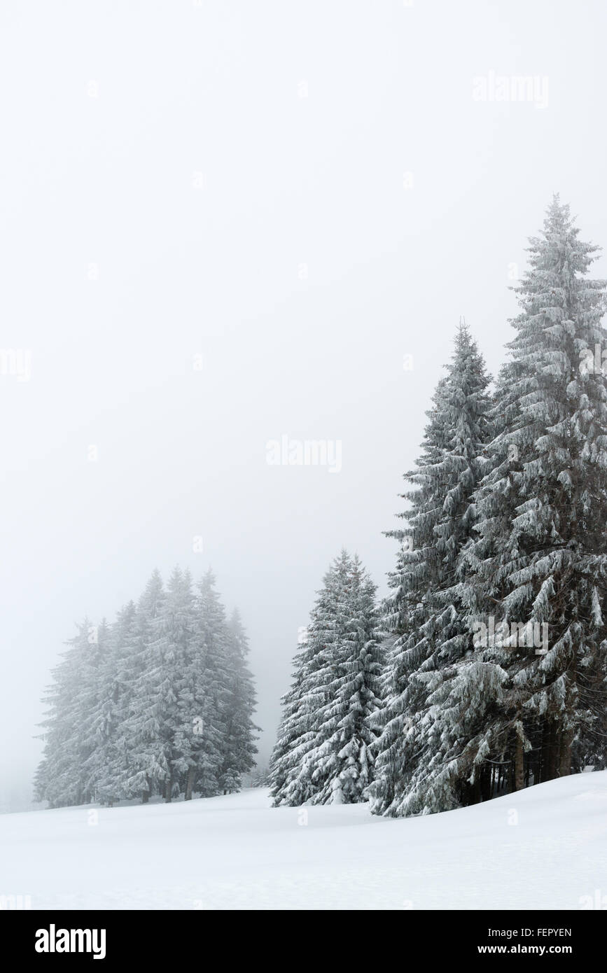 Trees during snowfall in winter Stock Photo - Alamy