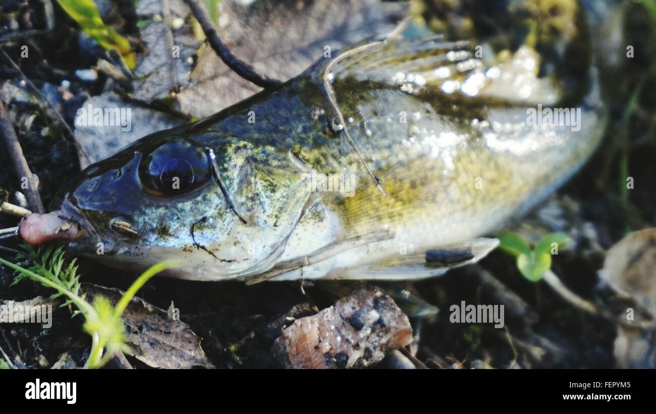 Hook In Mouth High Resolution Stock Photography and Images - Alamy