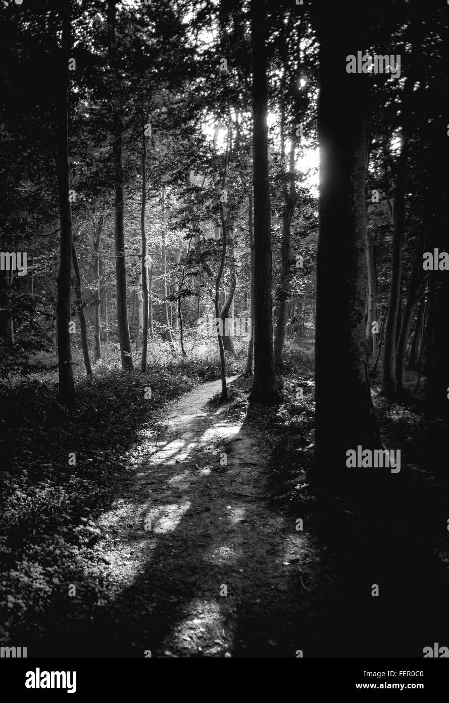 View Of Trees In The Forest Stock Photo - Alamy