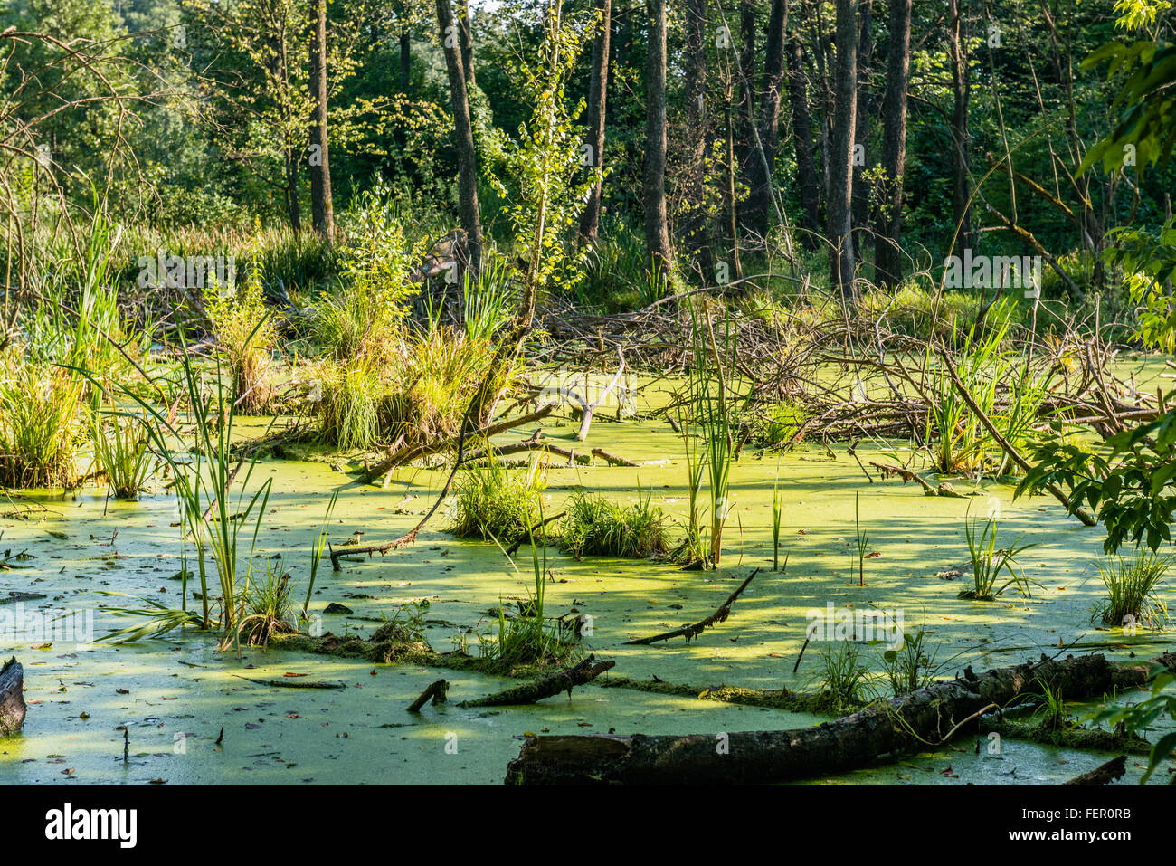 A freshwater marsh in a forest next to Klevan, Rovno Region, Ukraine ...