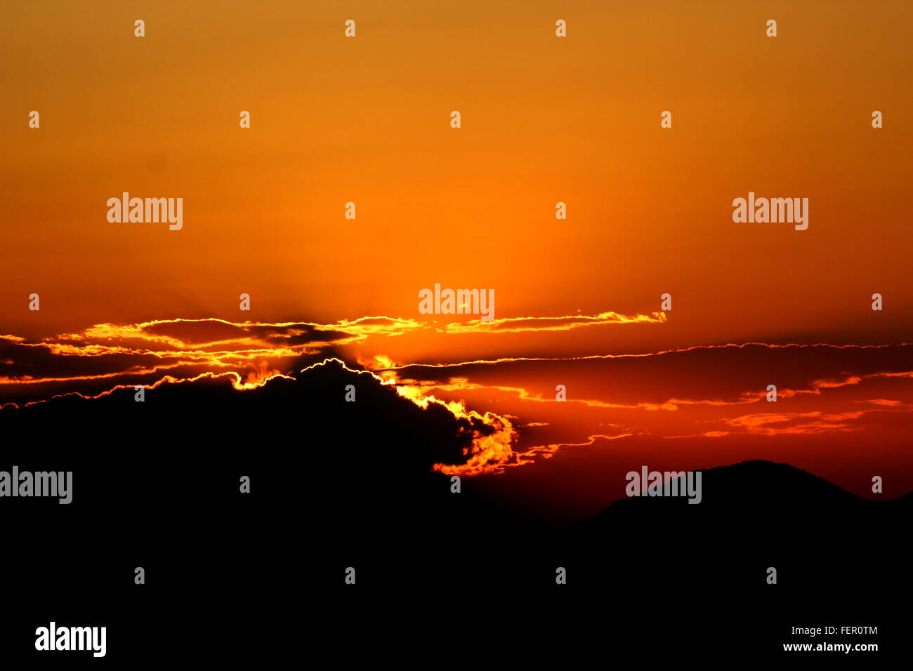 Golden African Sunset with silhouette trees Limpopo South Africa Stock ...