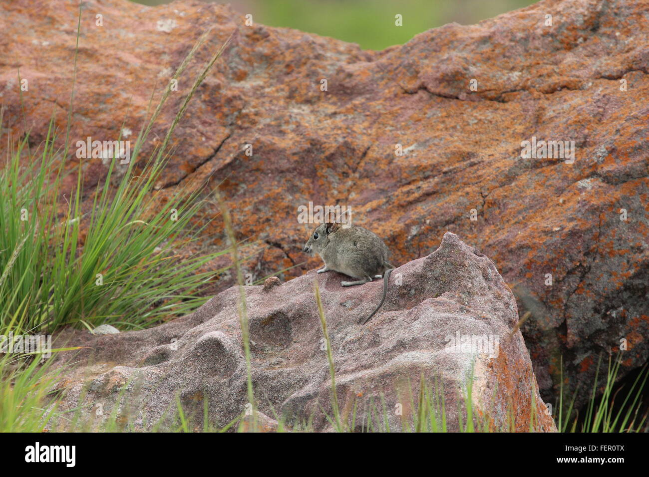 Mouse animal and rock hi-res stock photography and images - Alamy