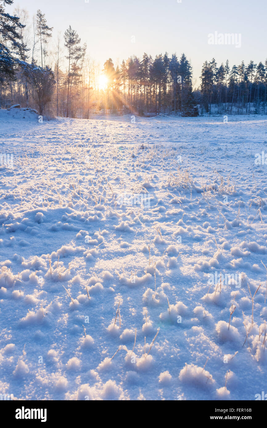 Grassland field at winter Stock Photo - Alamy