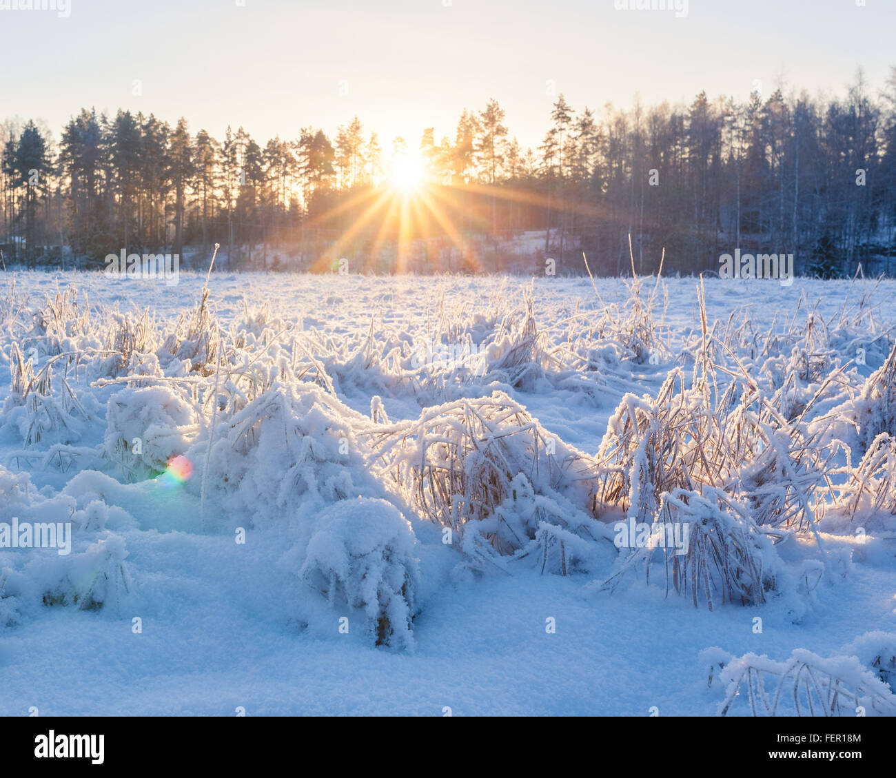 Grassland field at winter Stock Photo - Alamy