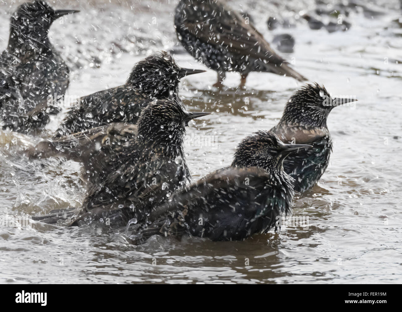 Starlings bathing in puddle, West Preston Farm, Loaningfoot, near ...