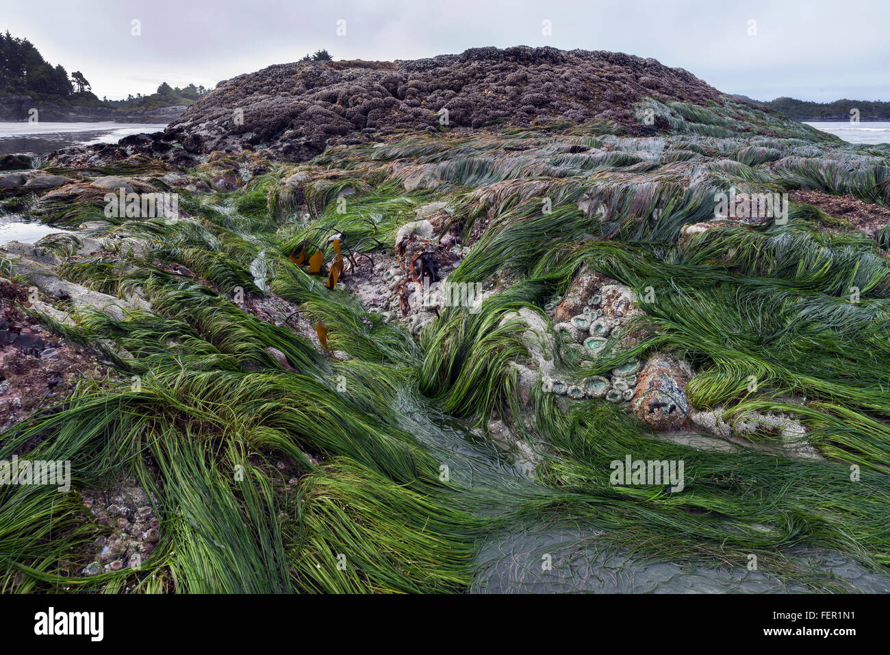 Low tide at Chesterman Beach with eelgrass and sea life, Tofino ...