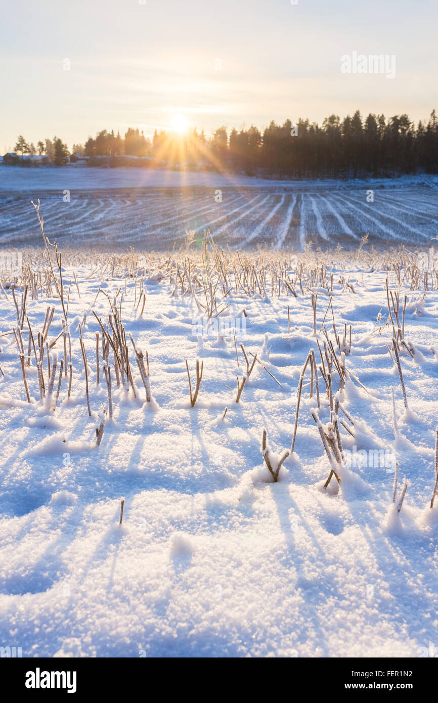 Field at winter Stock Photo - Alamy