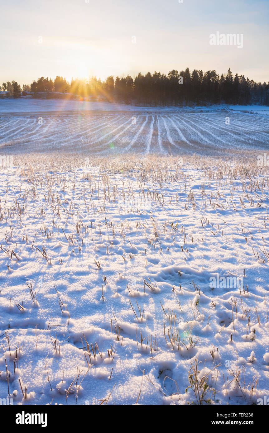 Field at winter Stock Photo - Alamy