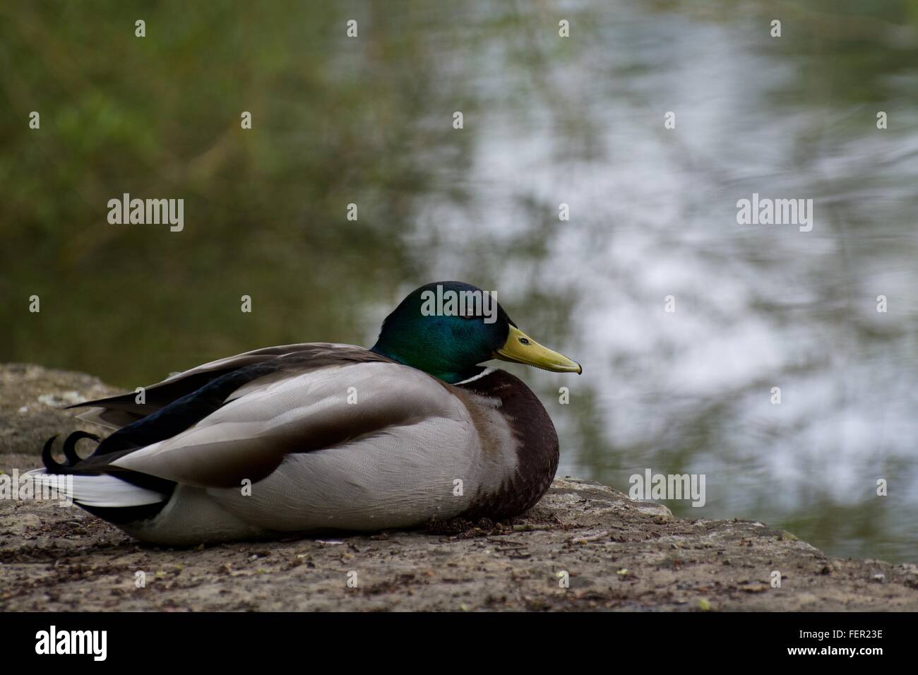 Side View Of Mallard Duck High Resolution Stock Photography and Images ...