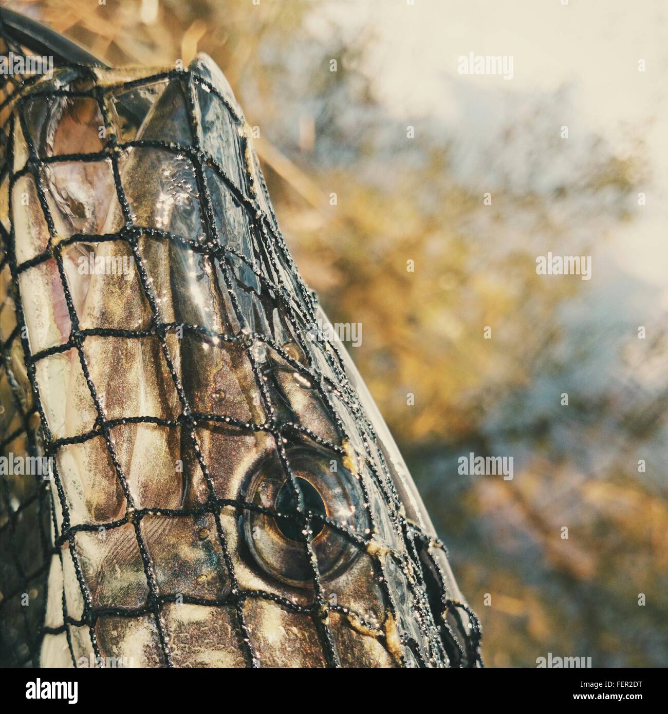 Side fish hi-res stock photography and images - Alamy