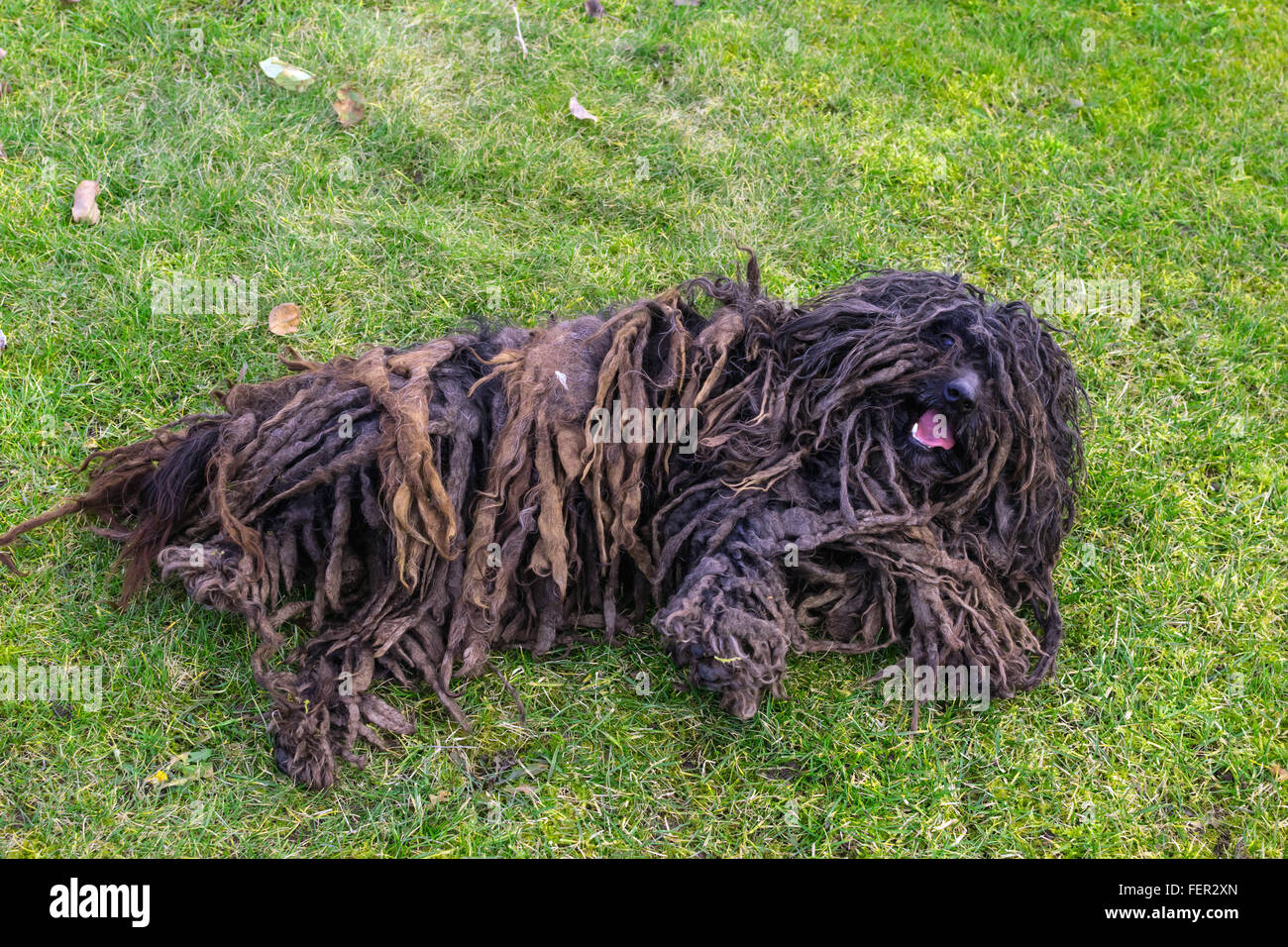 Hungarian puli dog hi-res stock photography and images - Alamy