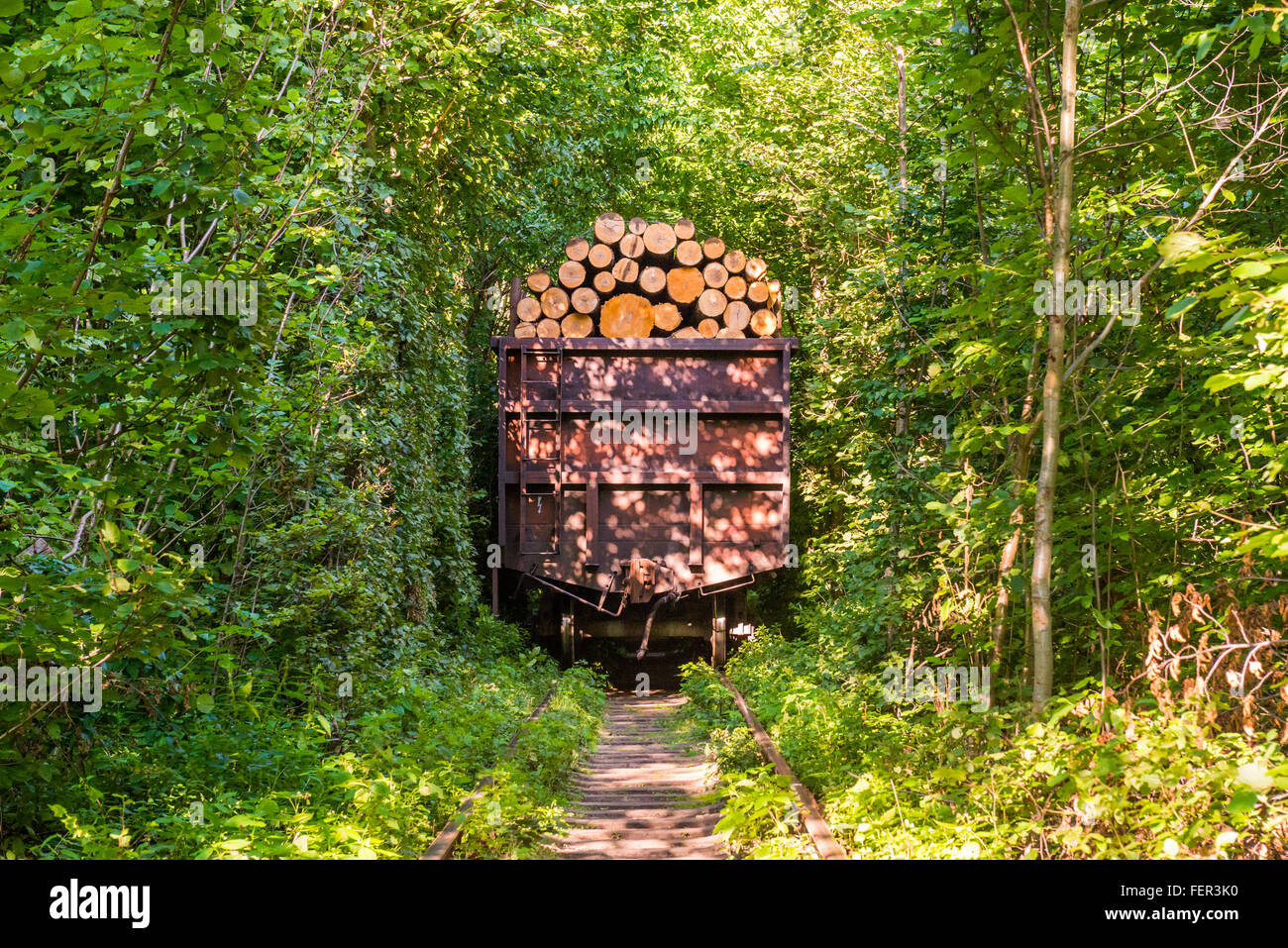 Cargo train carrying timber goes through a natural tunnel called ...