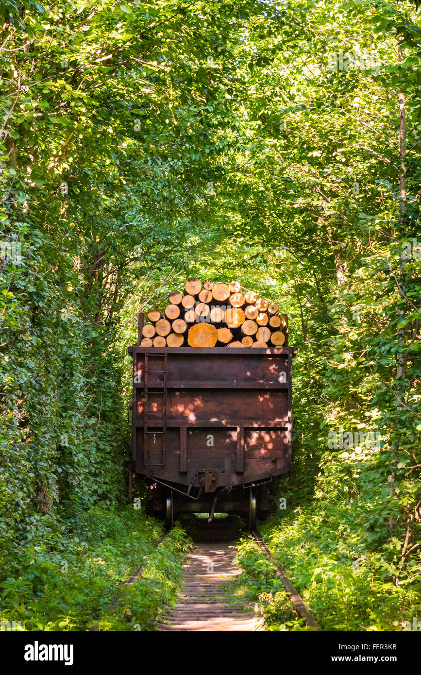 Cargo train carrying timber goes through a natural tunnel called ...