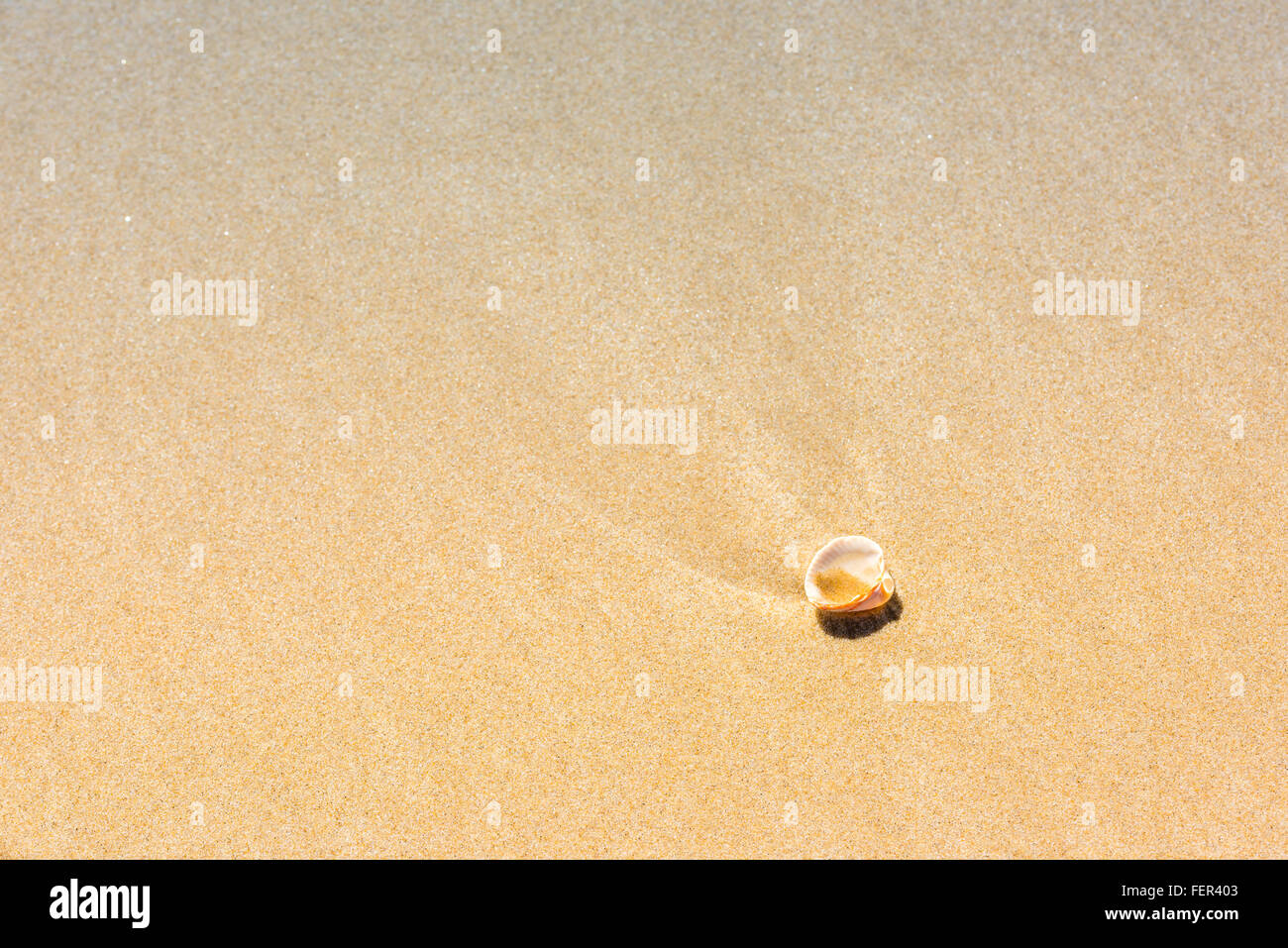 sea shell on the beach. sand background Stock Photo - Alamy