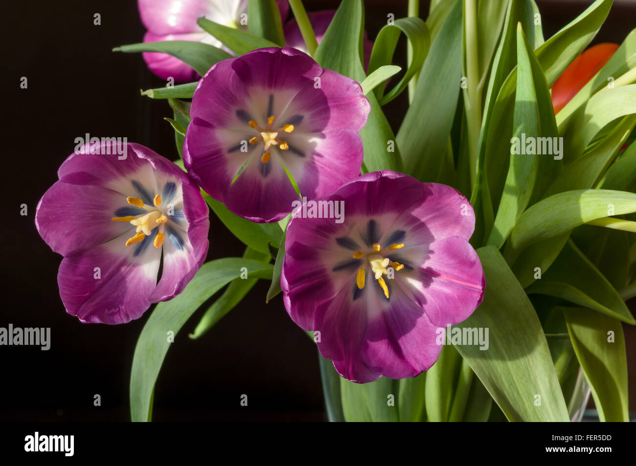 Single tulip petal flower leaf purple hi-res stock photography and ...