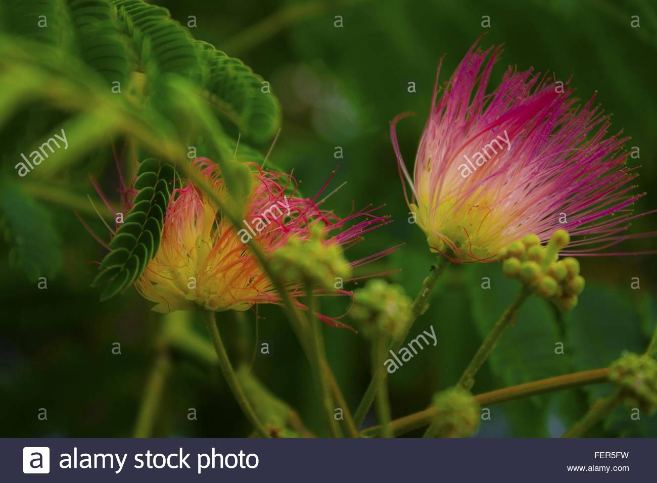 Calliandra Stock Photos & Calliandra Stock Images - Alamy