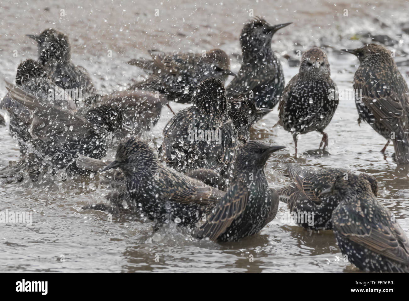 Starlings bathing in puddle, West Preston Farm, Loaningfoot, near ...