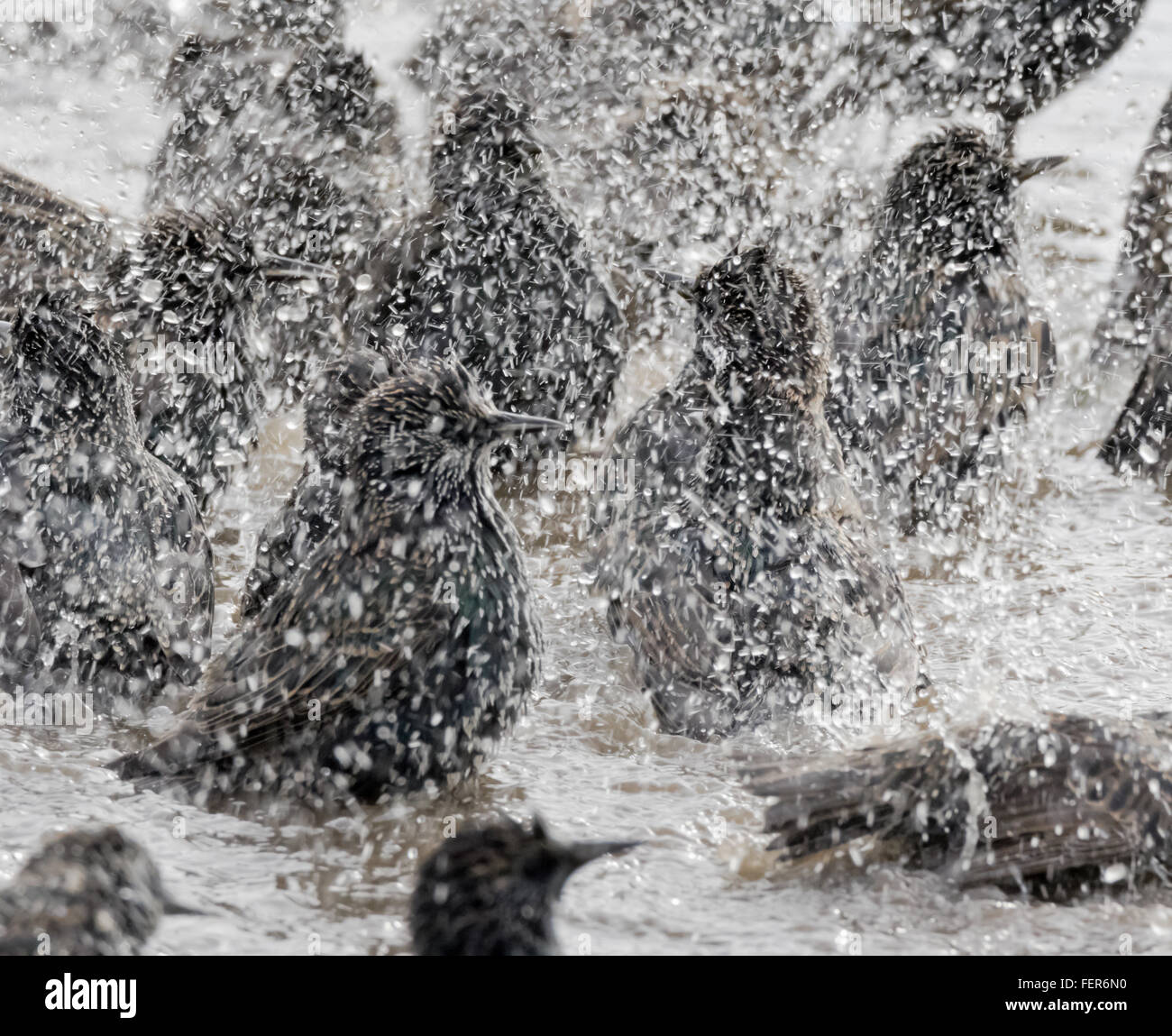 Starlings bathing in puddle, West Preston Farm, Loaningfoot, near ...