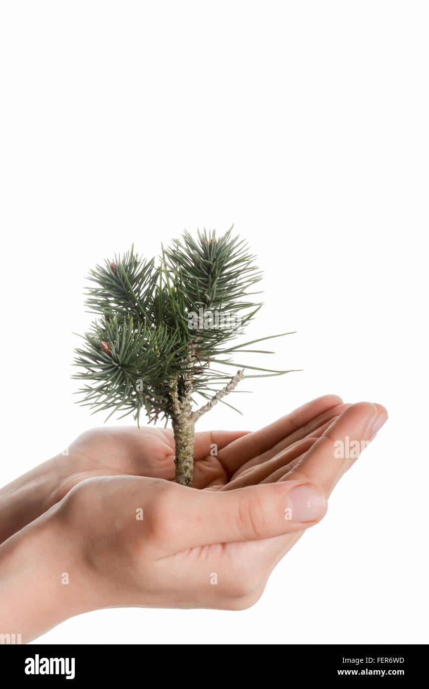 Little tree seedling in hand Stock Photo - Alamy