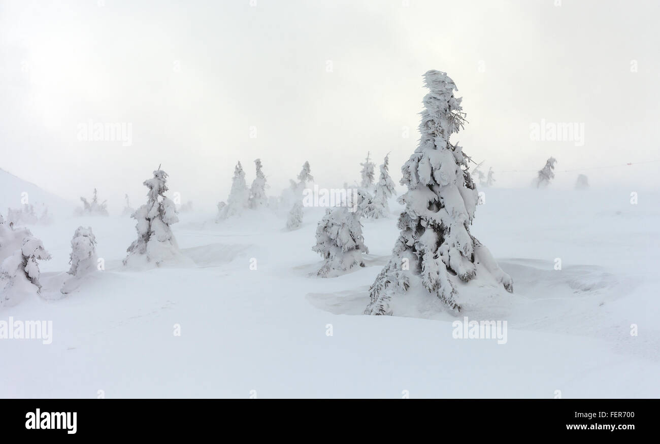 Freshly fallen snow covers the branches of trees. Snow storm left trees ...