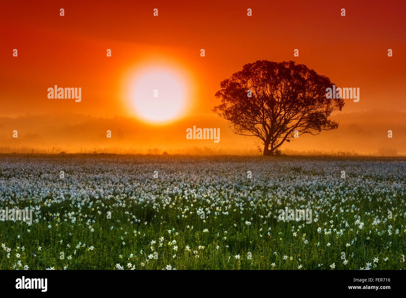 Single tree with sun in the field of white flowers, daffodils - nature ...