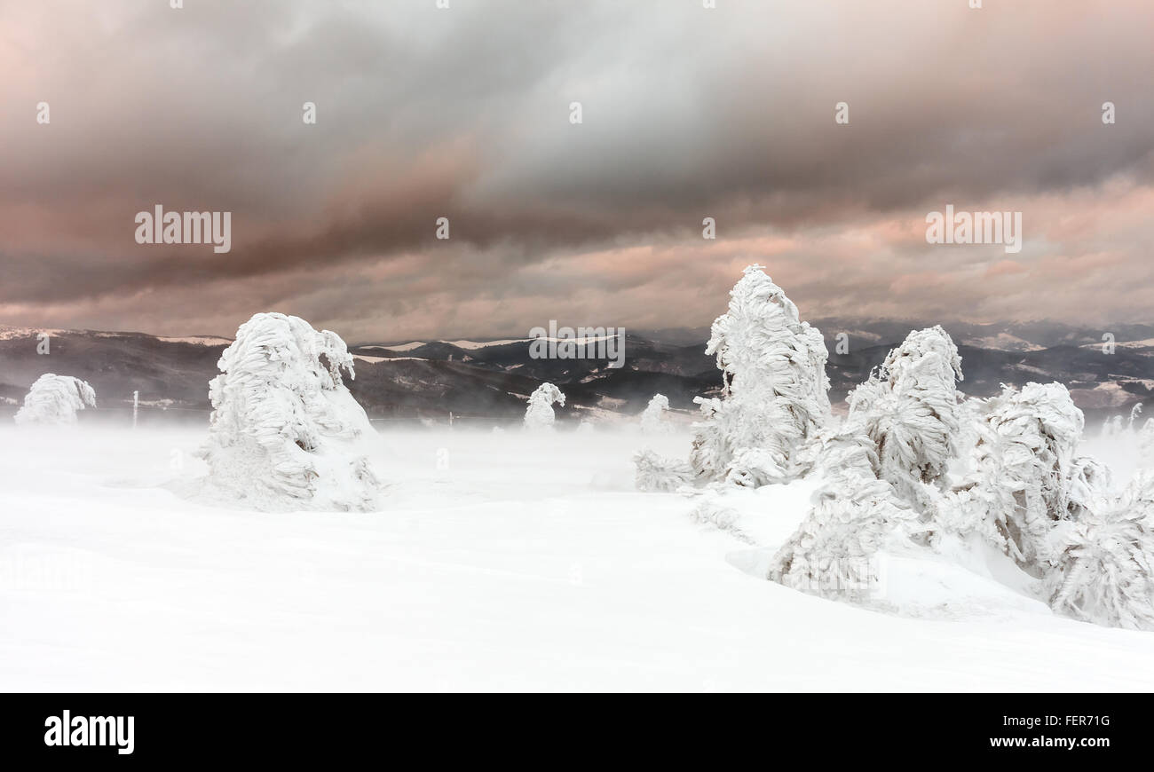 Freshly fallen snow covers the branches of trees. Snow storm left trees ...