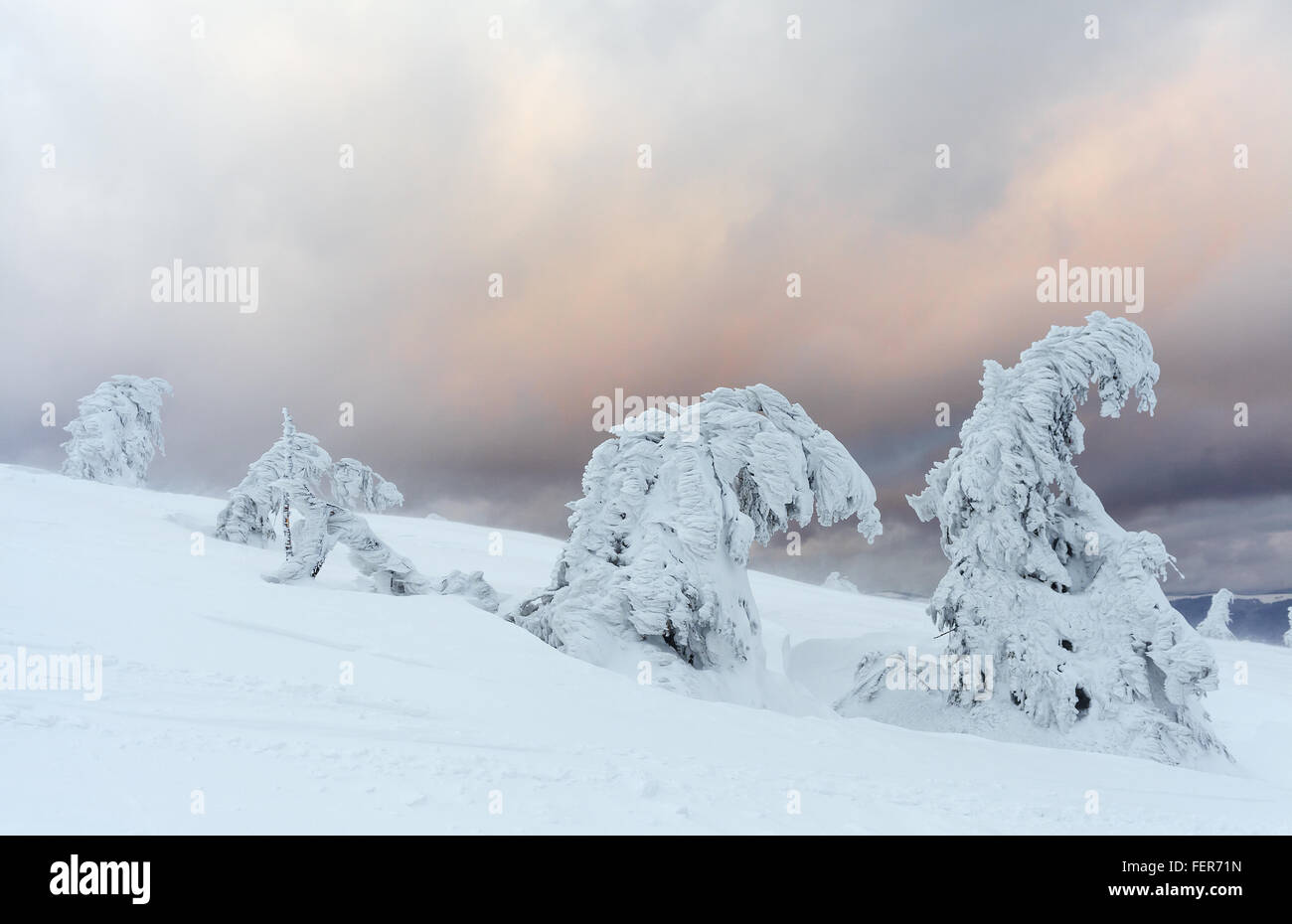 Freshly fallen snow covers the branches of trees. Snow storm left trees ...