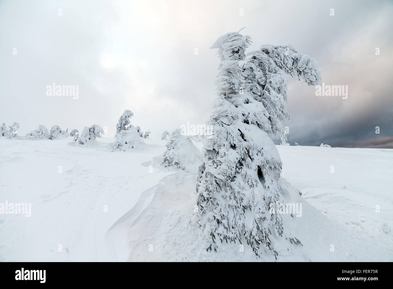 Freshly fallen snow covers the branches of trees. Snow storm left trees ...