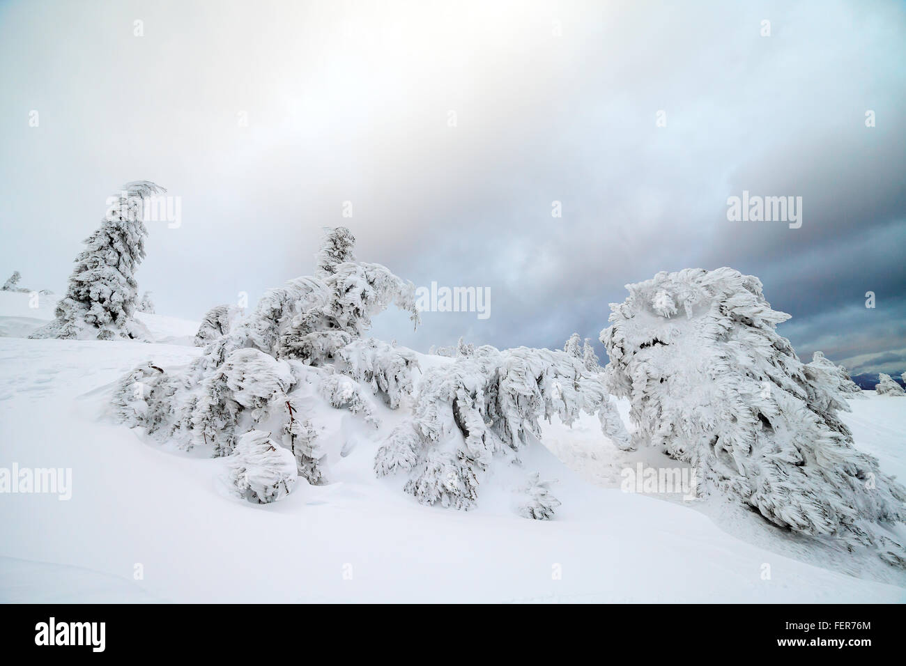 Freshly fallen snow covers the branches of trees. Snow storm left trees ...