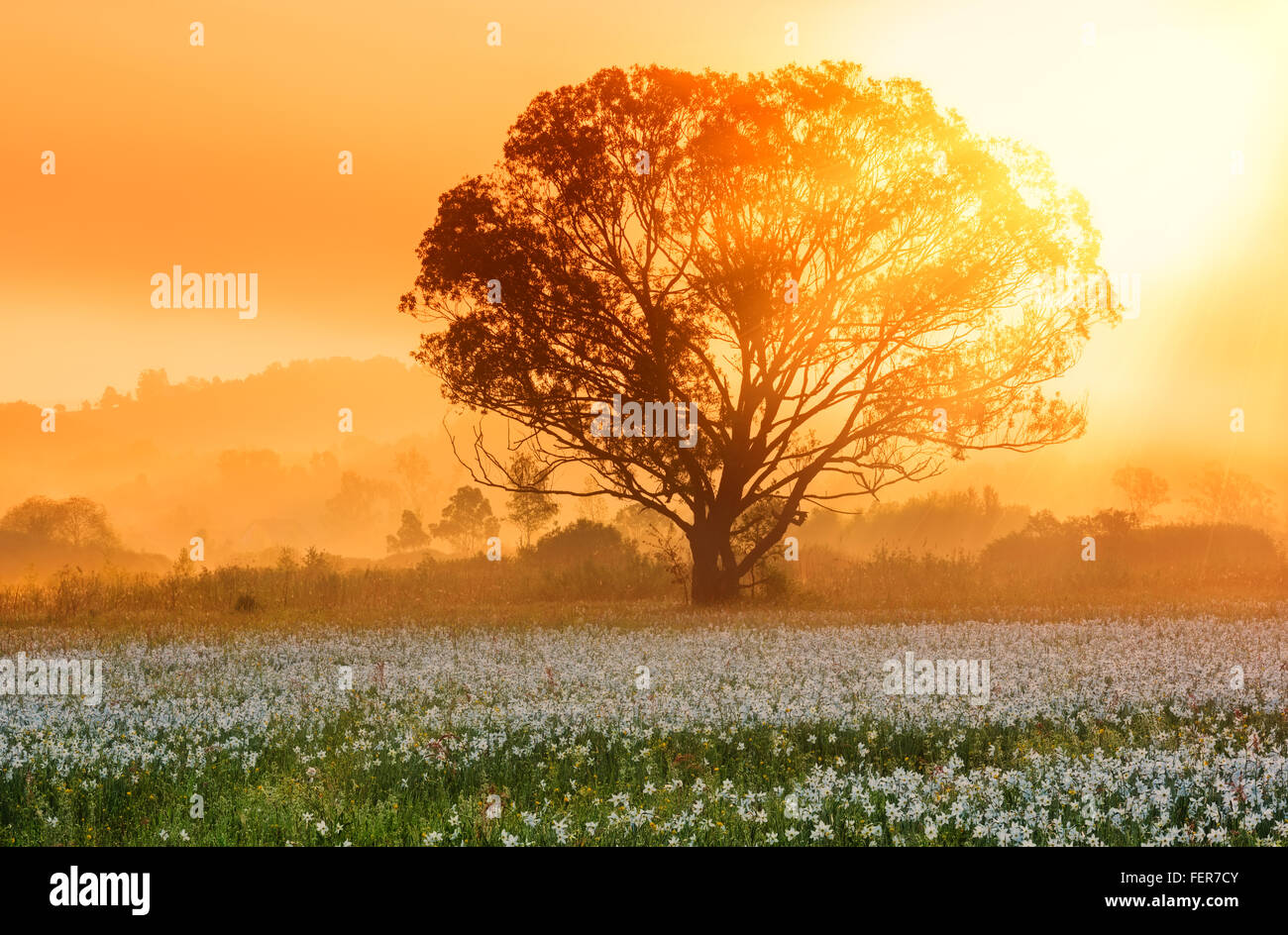 Beautiful sunny landscape with single tree and the valley of white ...
