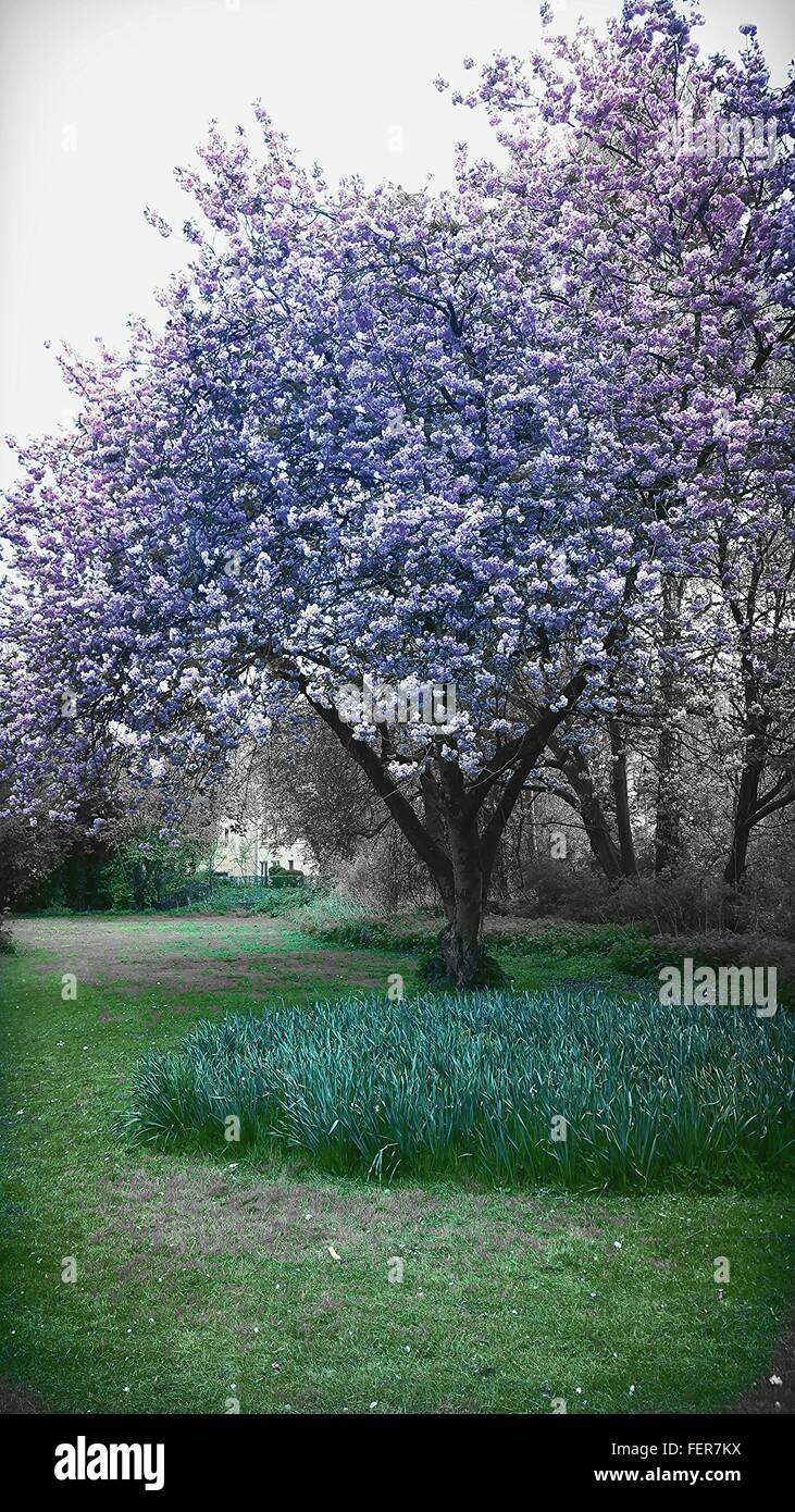 Garden tree flowers grass hi-res stock photography and images - Alamy