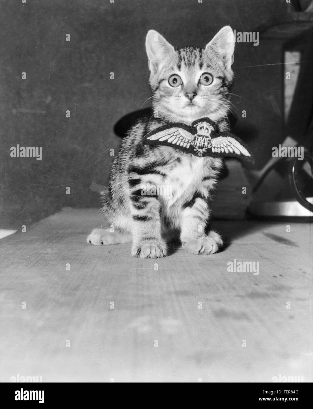 Cat with wings Stock Photo - Alamy