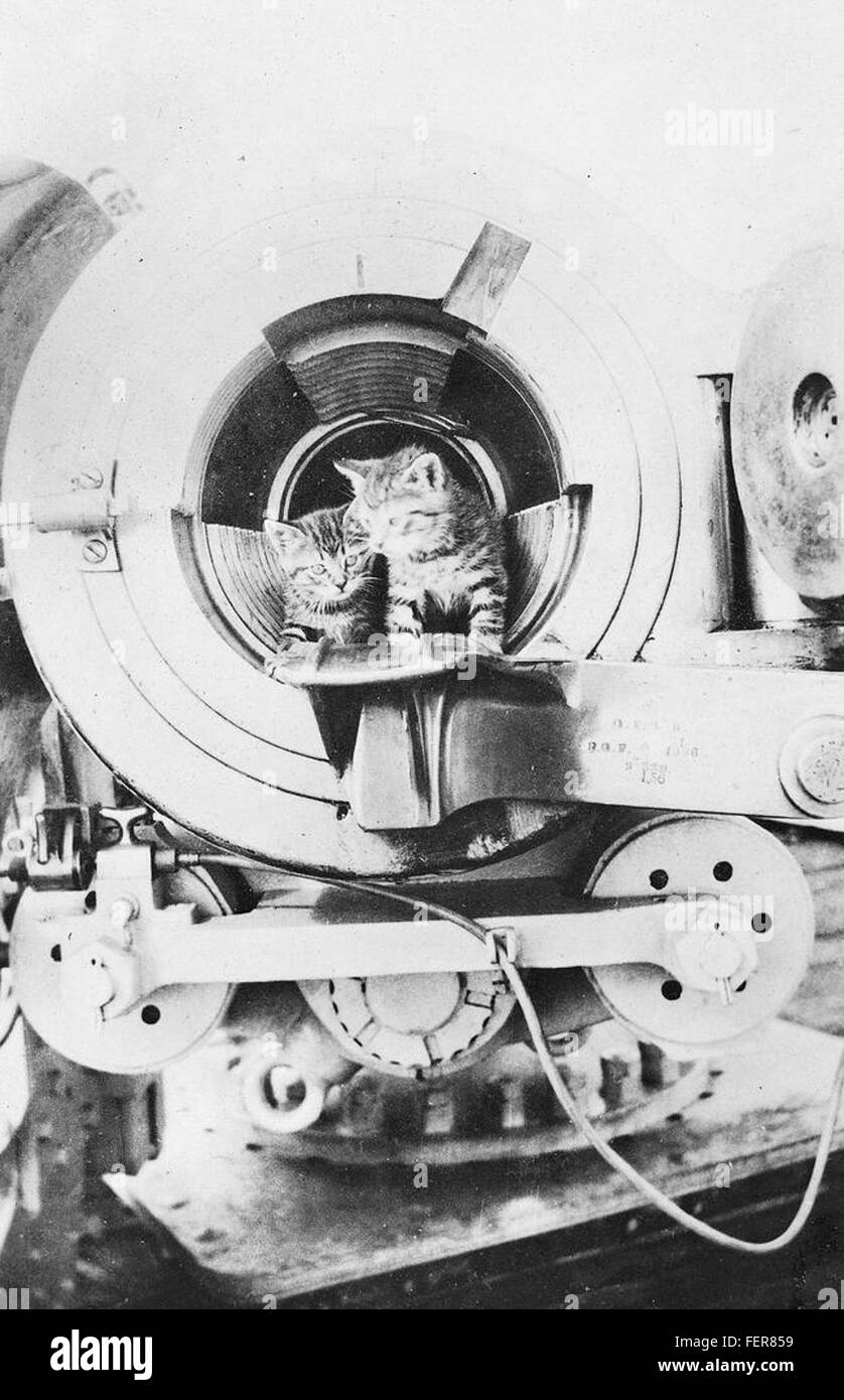 A historical reference to cats that were reportedly used in military ...