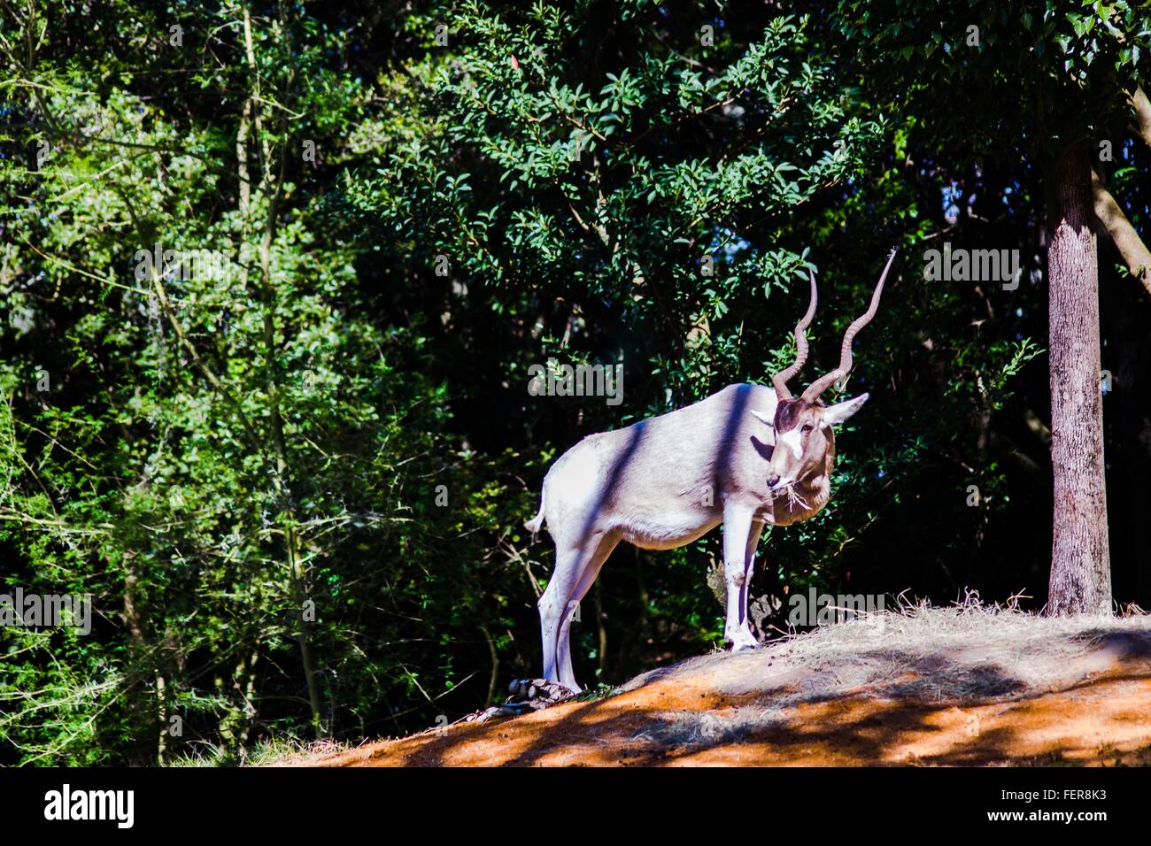 Trees and animals hi-res stock photography and images - Alamy