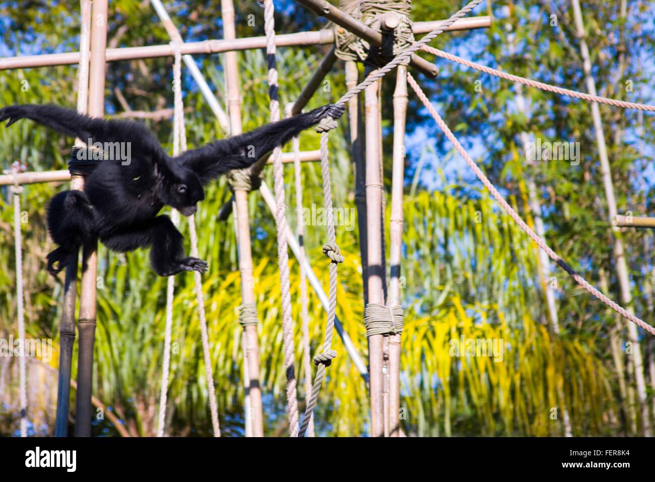 Monkey Hanging High Resolution Stock Photography and Images - Alamy