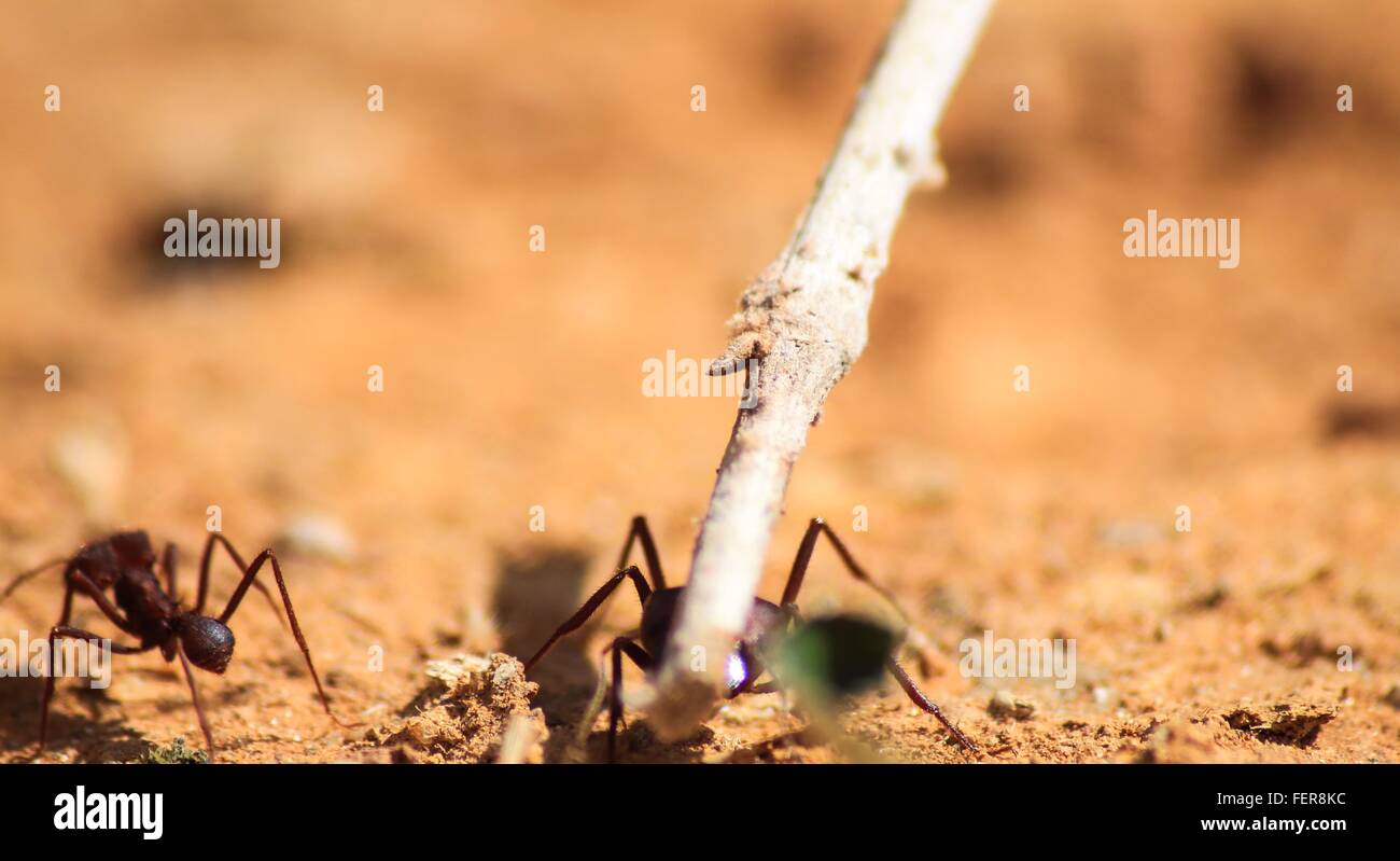 Stick animals hi-res stock photography and images - Alamy